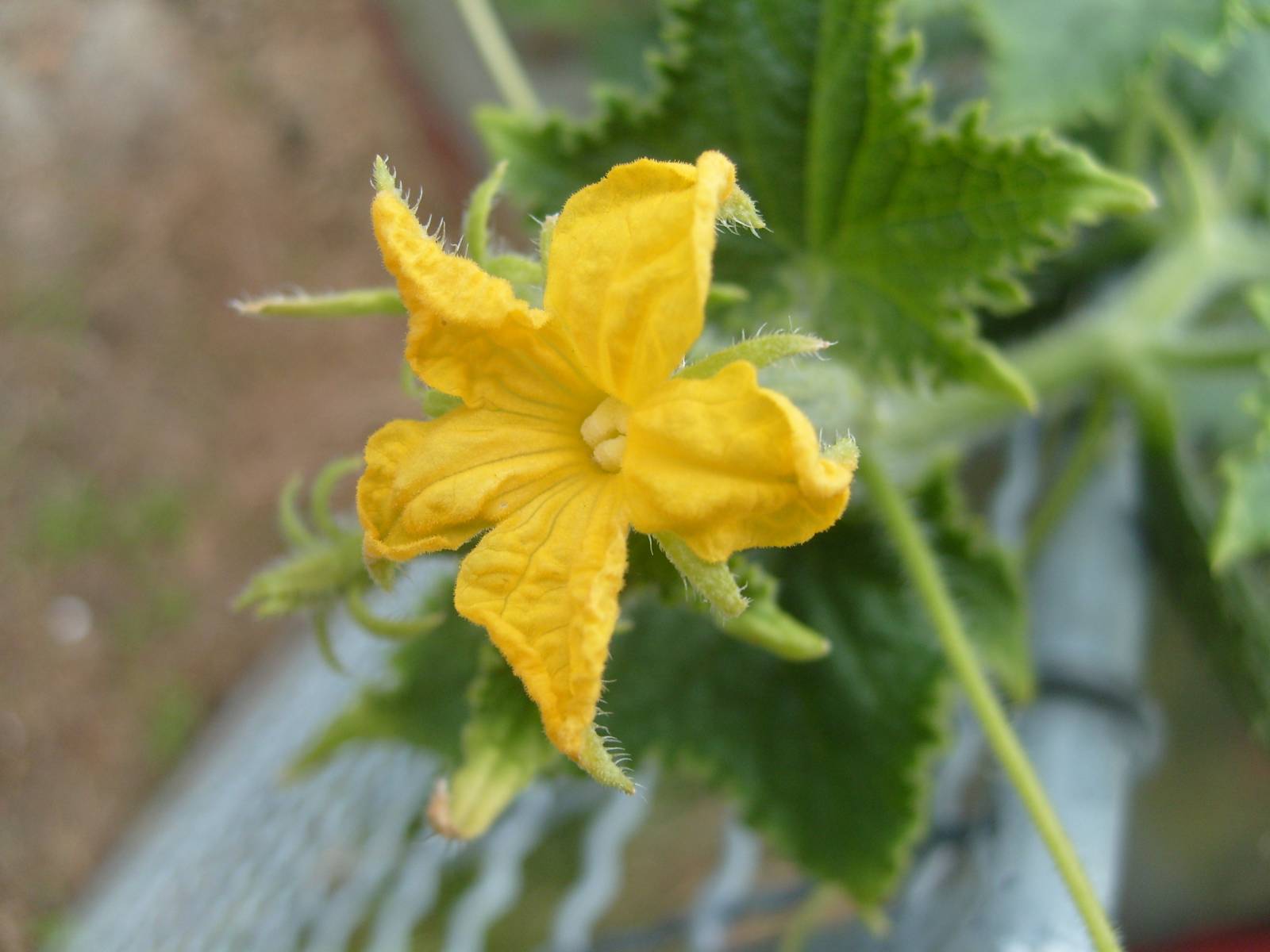 Varieties of gherkin cucumbers