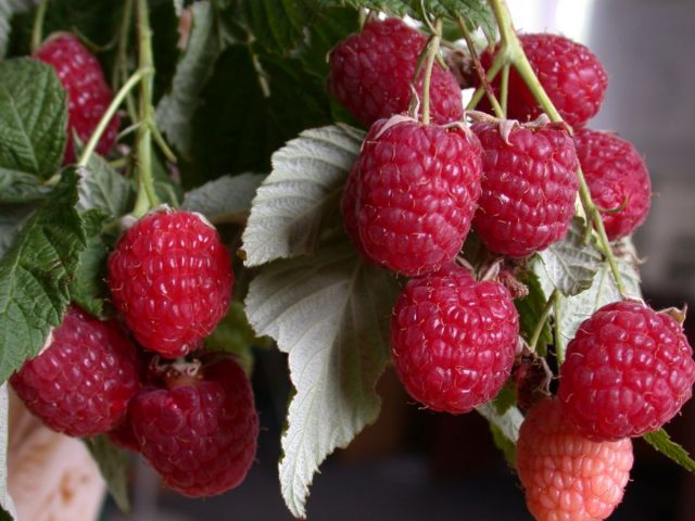 The largest varieties of raspberries with photos and descriptions
