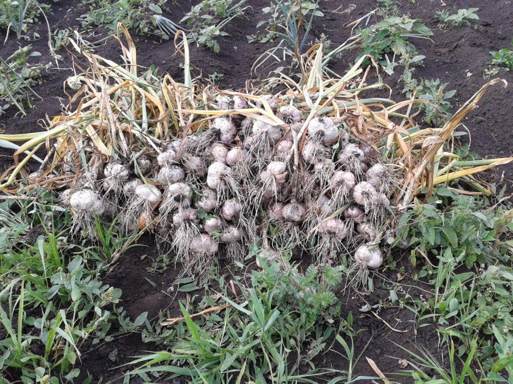 Quand faire des nœuds à l'ail dans le jardin : pourquoi faut-il le ...