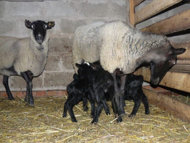 Race de mouton Dorper: caractéristiques, élevage, photos, avis