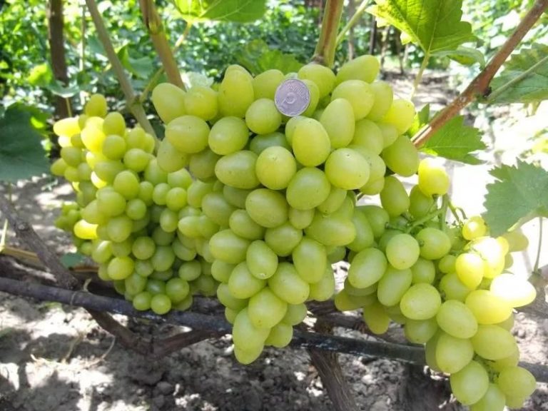 Red Globe grapes (Red Globe): description of the variety, photos ...