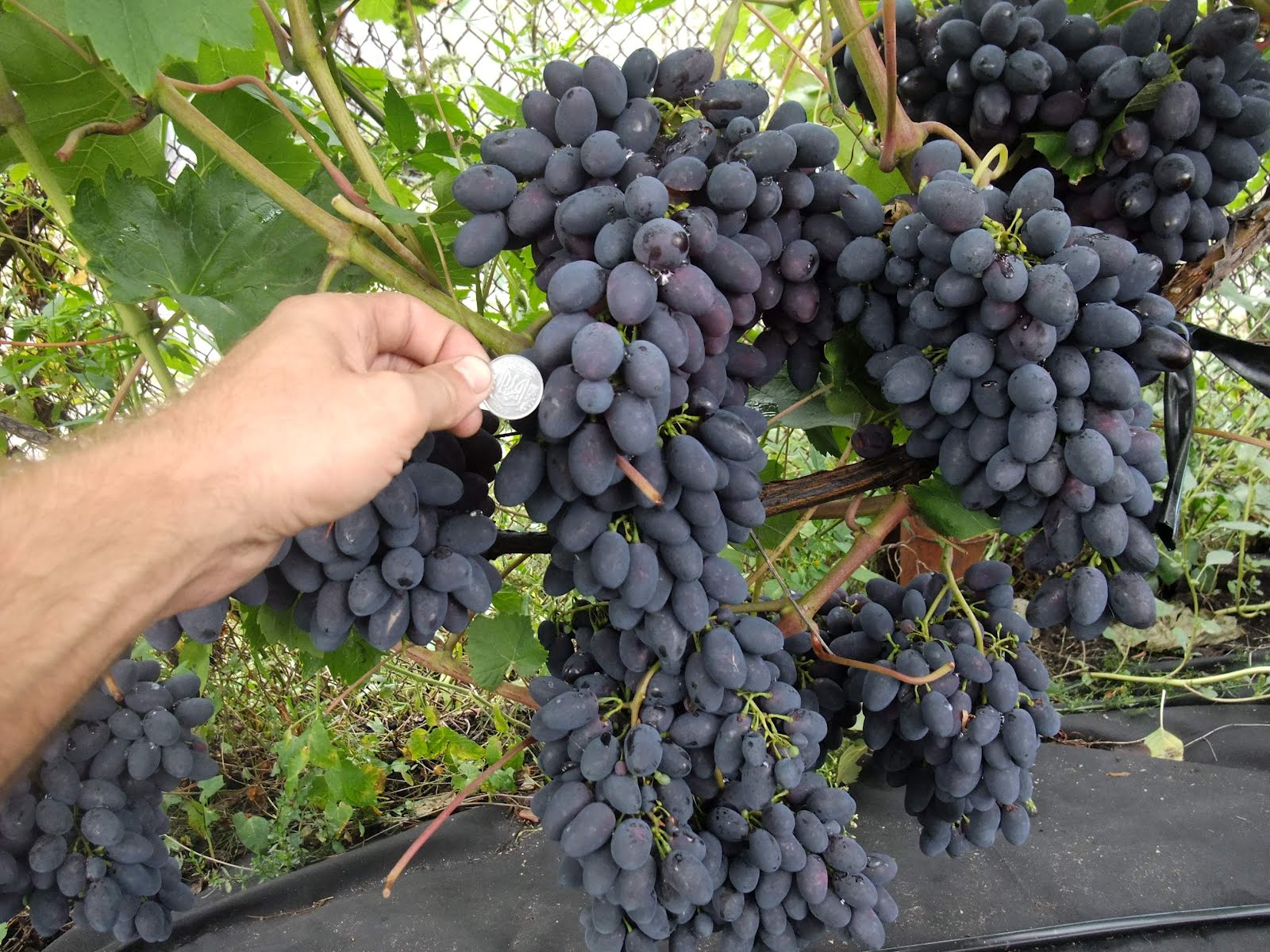 Red Globe grapes (Red Globe): description of the variety, photos ...