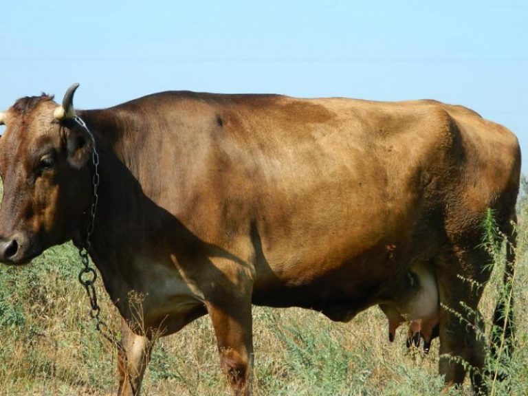 Types of bulls: description of breeds with photos