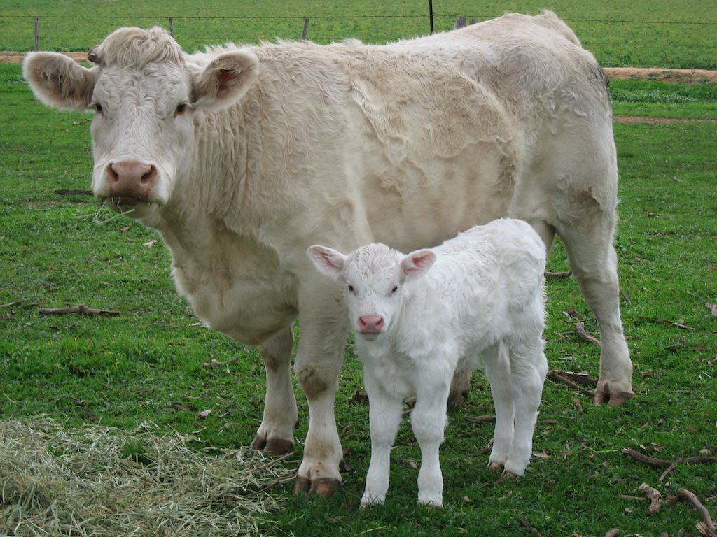 Pasteurellose chez les bovins : causes et symptômes, diagnostic ...