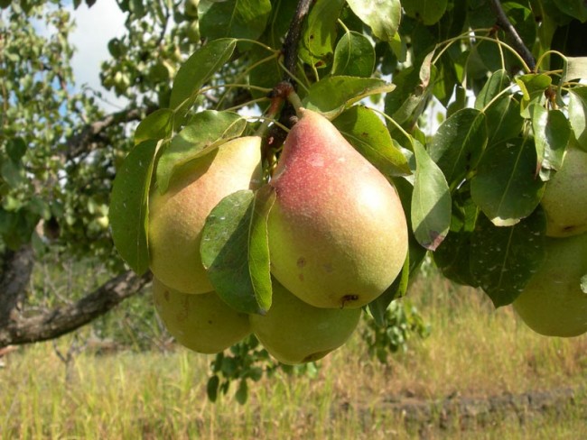 Packham pear: description of the variety, where it grows, calorie ...