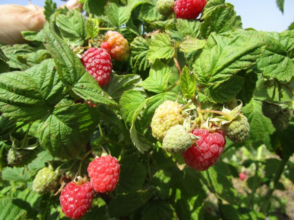 The largest varieties of raspberries with photos and descriptions