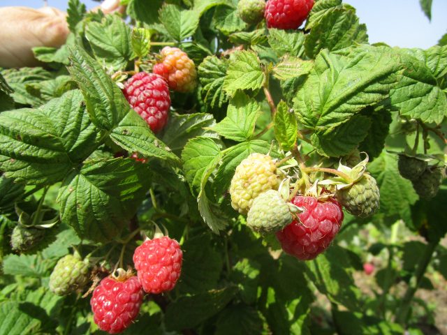 The largest varieties of raspberries with photos and descriptions