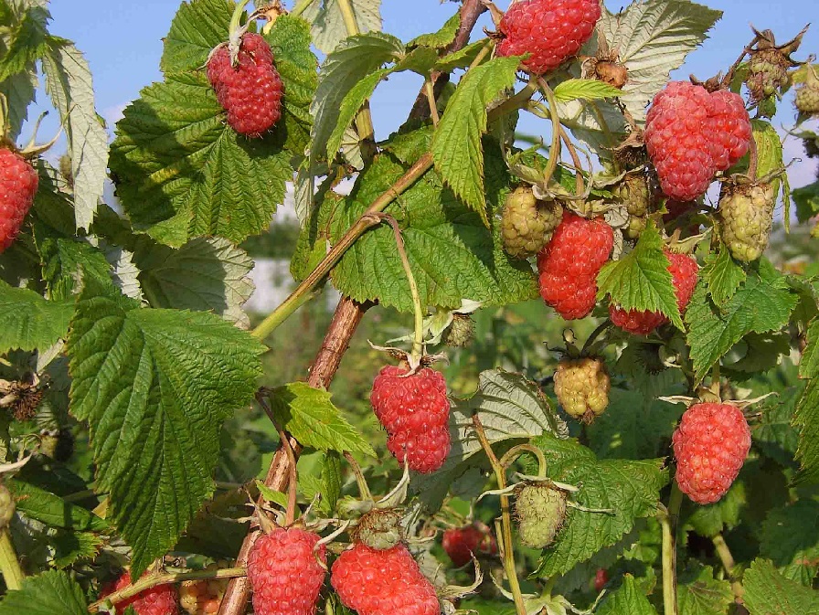 Himbeeren Weisse Flecken