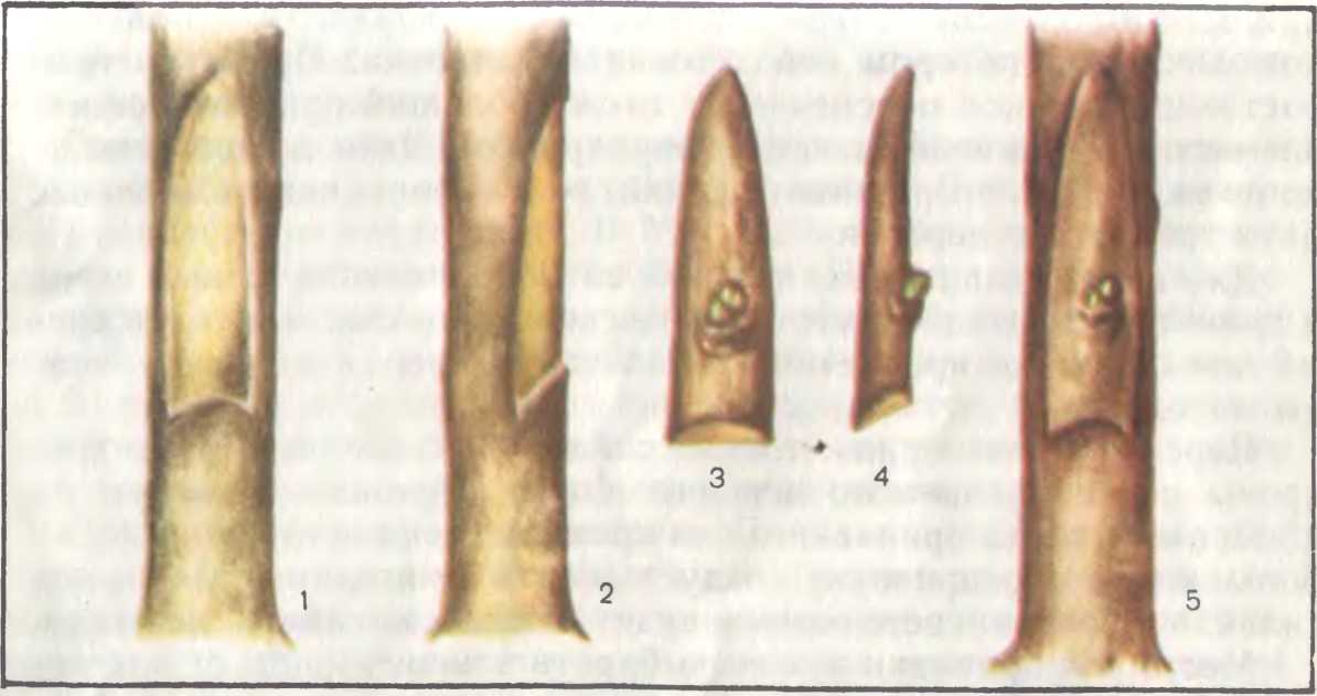 Comment greffer du prunier sur un prunier au printemps et en été ...