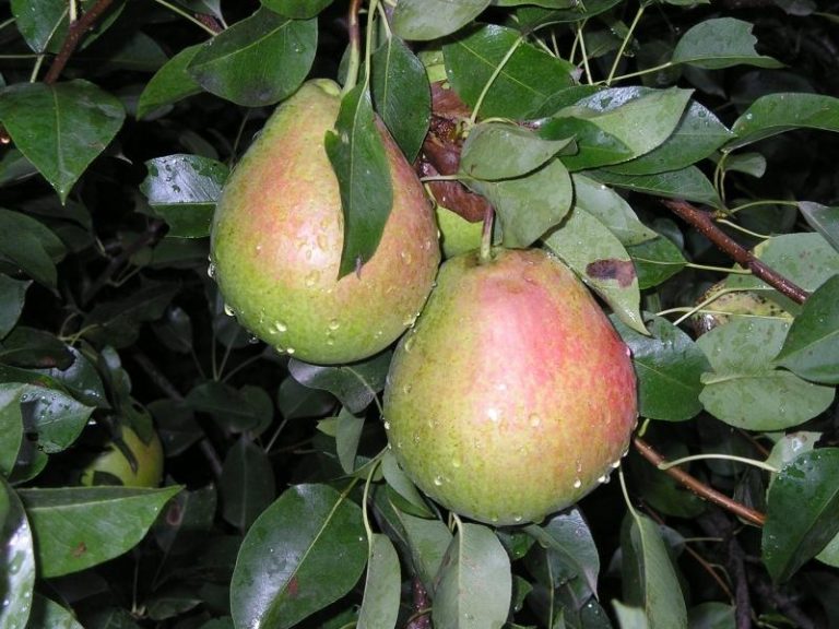 Packham pear: description of the variety, where it grows, calorie ...