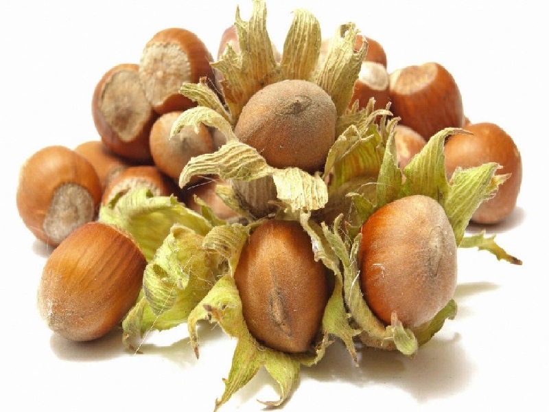 How hazelnuts grow, what they look like, how they bloom: photos of the ...