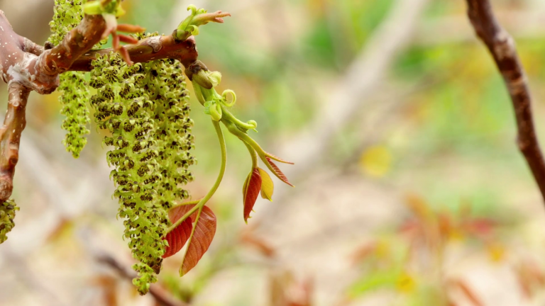 How a walnut blooms: photo of flowering, why the tree does not bloom