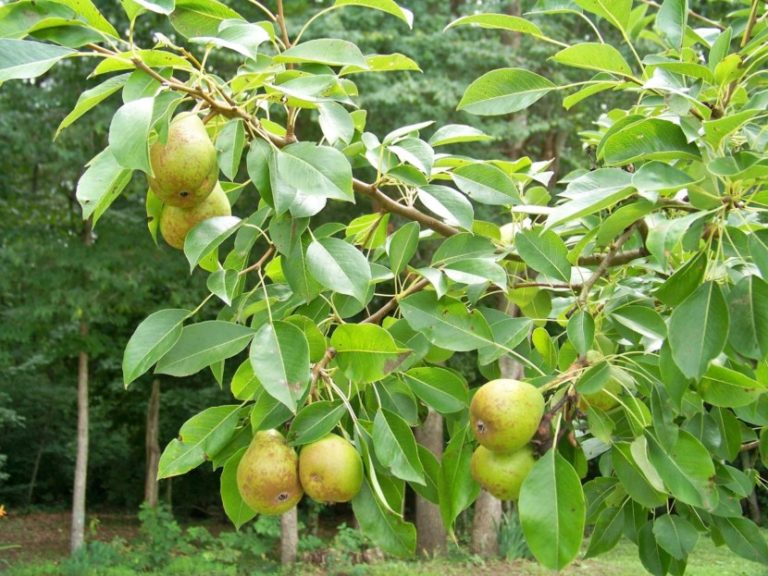 Packham pear: description of the variety, where it grows, calorie ...