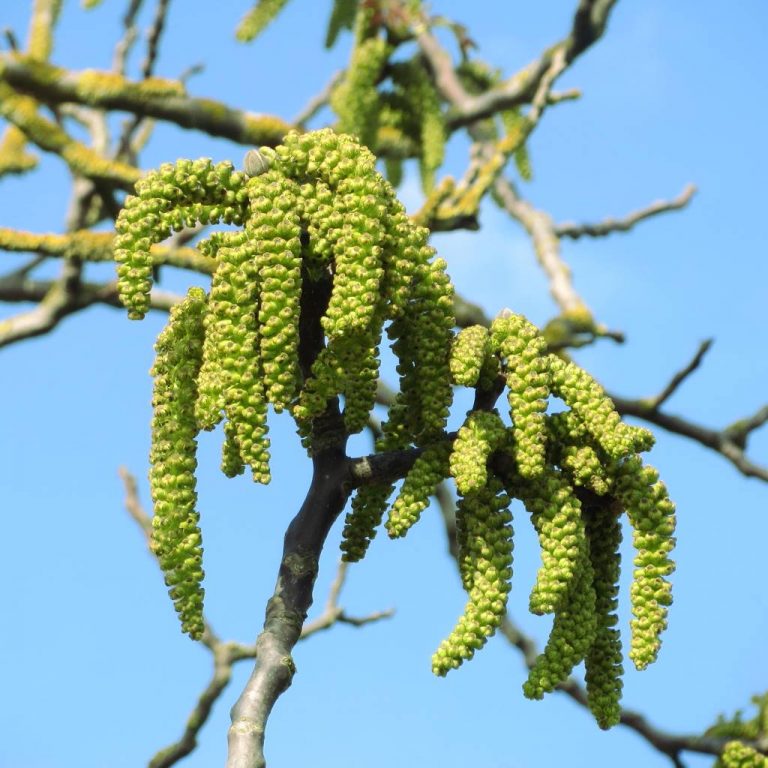 How a walnut blooms: photo of flowering, why the tree does not bloom