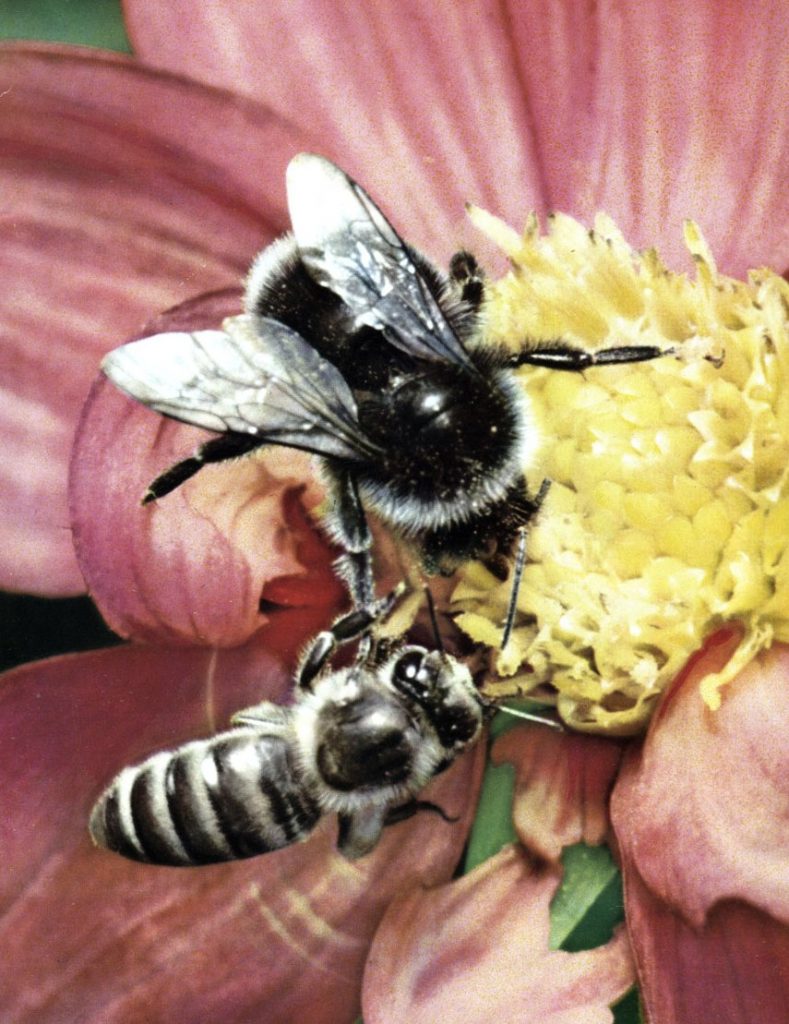 Bondar și albină: diferențe