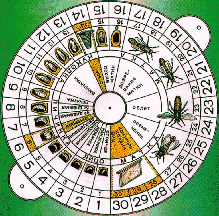 Matica pčela (matica pčela): vrste, kako izgleda, fotografija, veličina ...