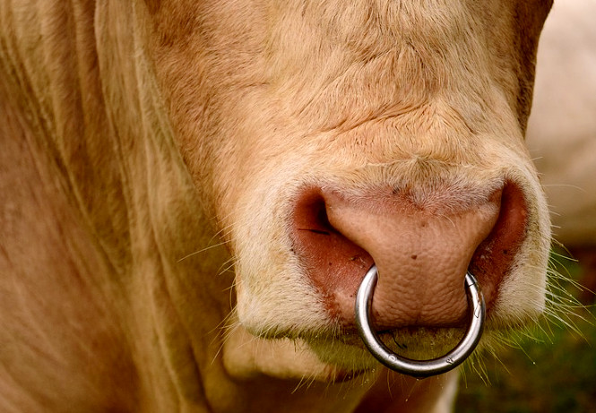 Bull with a nose ring: what is it for and how to insert it