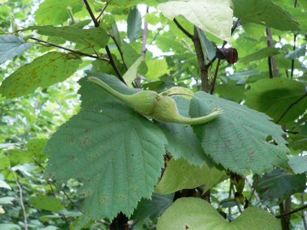 How hazelnuts grow, what they look like, how they bloom: photos of the ...