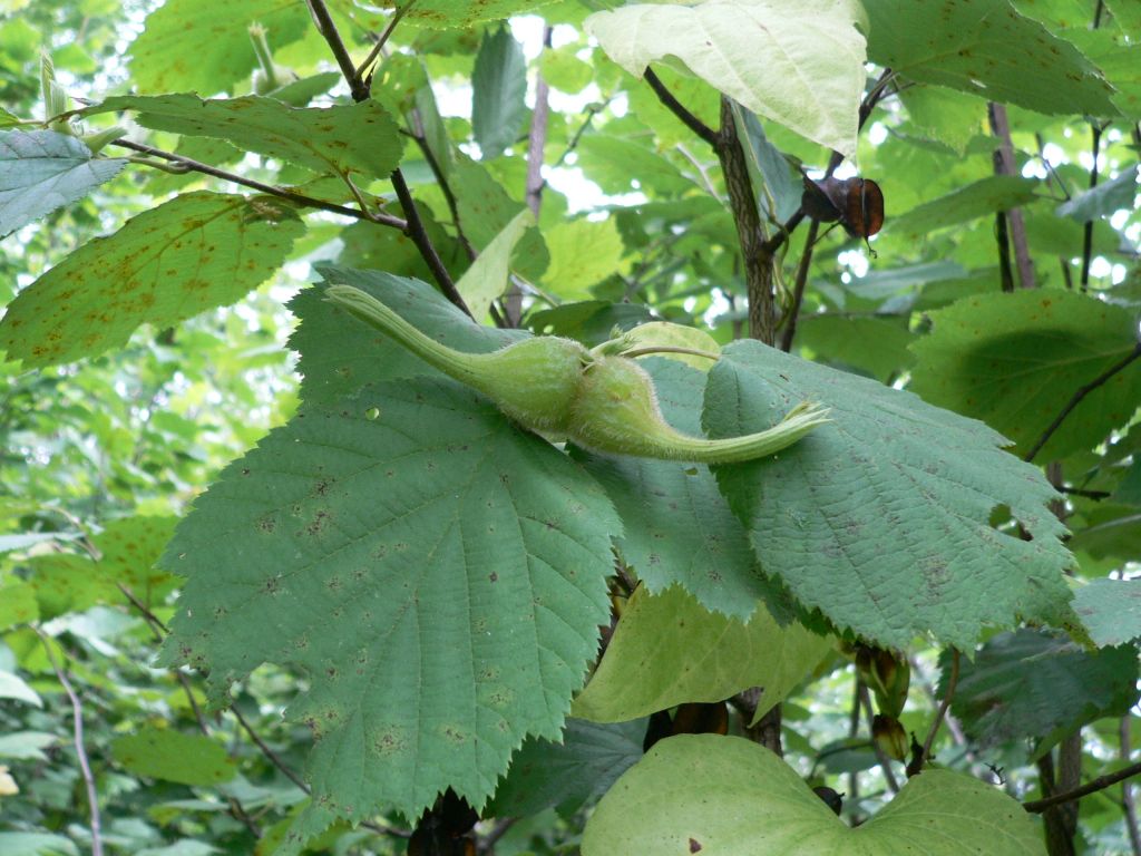 How hazelnuts grow, what they look like, how they bloom: photos of the ...