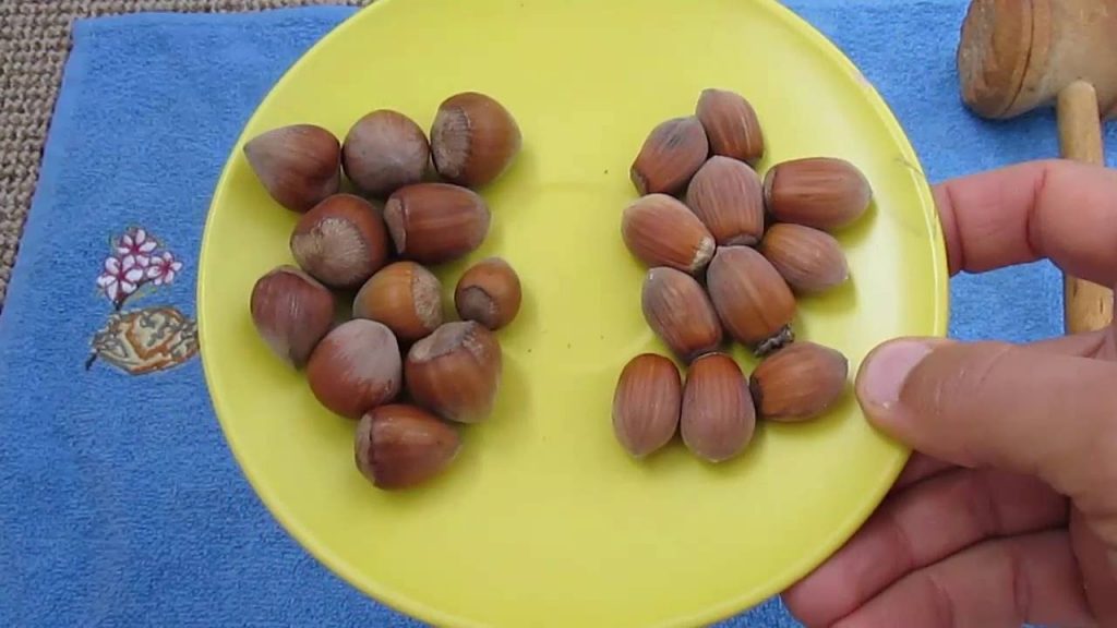 How hazelnuts grow, what they look like, how they bloom: photos of the ...