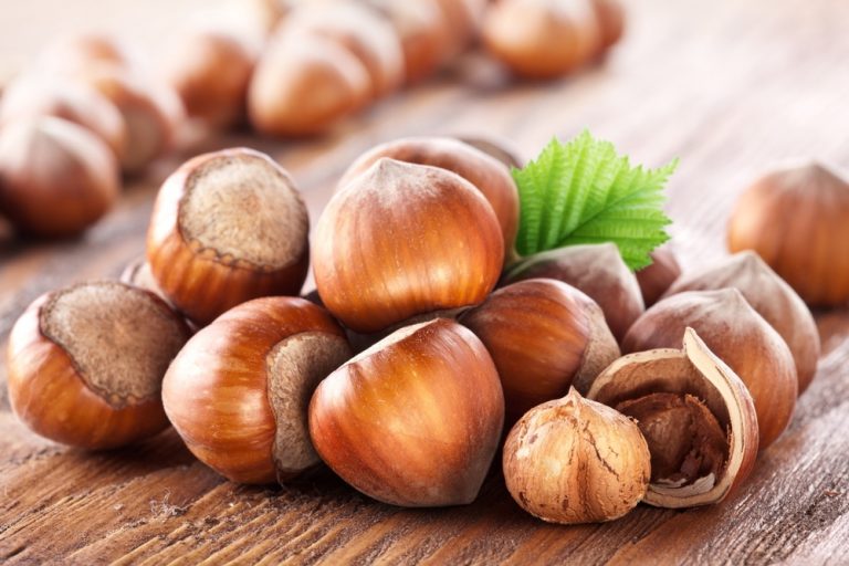 How hazelnuts grow, what they look like, how they bloom: photos of the ...