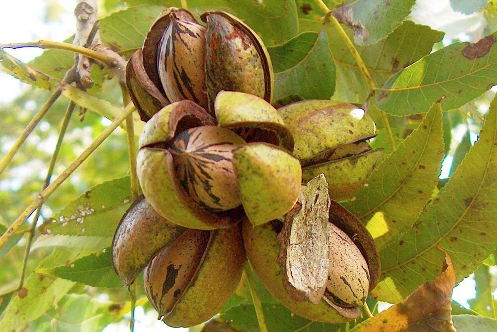 Comment pousse une noix, à quoi ressemble un arbre, quand faut-il le ...