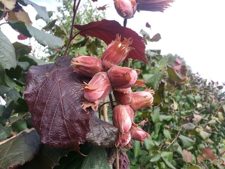 How hazelnuts grow, what they look like, how they bloom: photos of the ...
