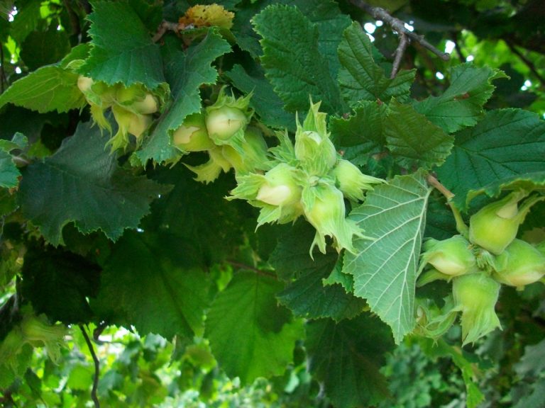 How hazelnuts grow, what they look like, how they bloom: photos of the ...