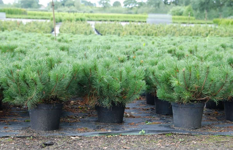 Pin de montagne Mughus : tailles, plantation et entretien