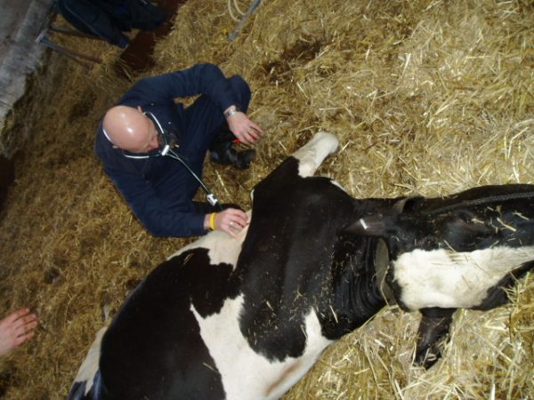 Blood discharge after and before calving in a cow: normal or not