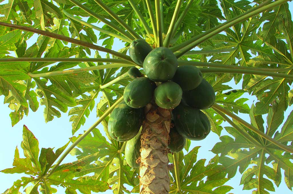 Papaye : comment la manger et la couper, comment choisir les fruits ...