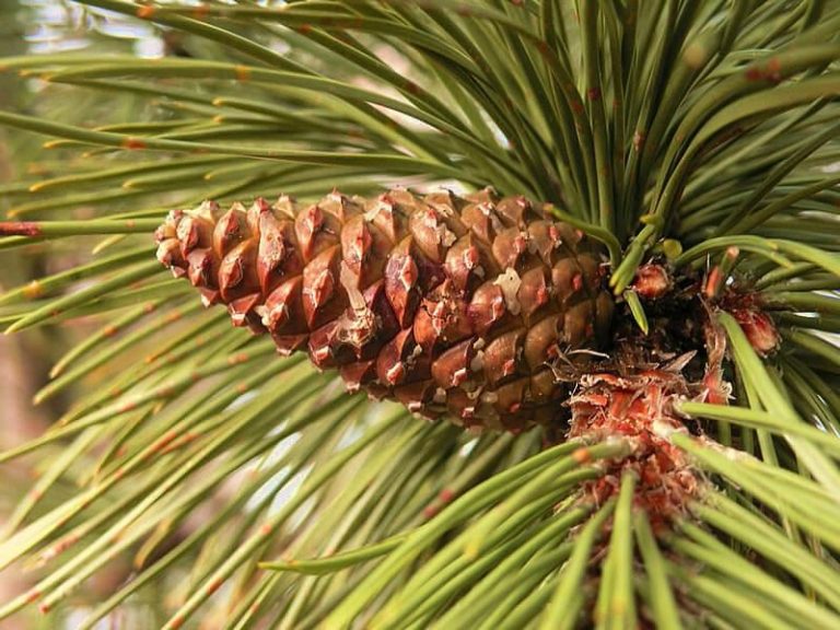 Pin noir : tailles, variétés, plantation et entretien, maladies