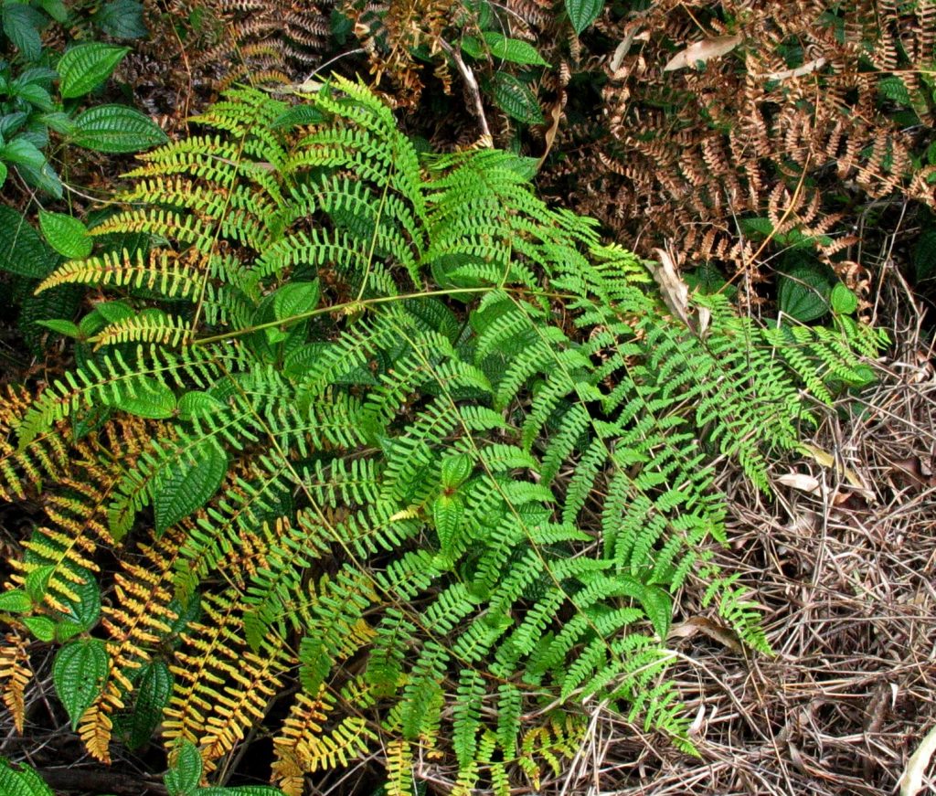 Common bracken fern (Far Eastern): what it looks like, where it grows ...
