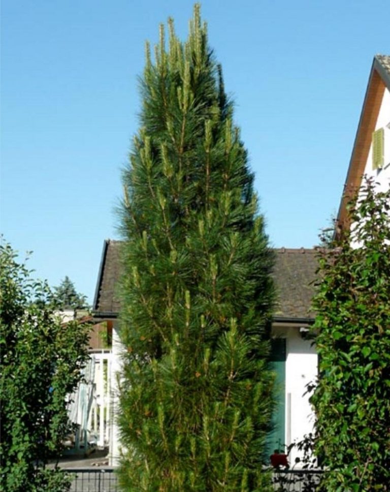 Pin noir : tailles, variétés, plantation et entretien, maladies