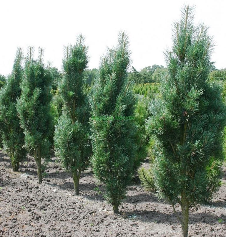 Pin noir : tailles, variétés, plantation et entretien, maladies