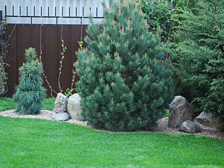 Pin noir : tailles, variétés, plantation et entretien, maladies