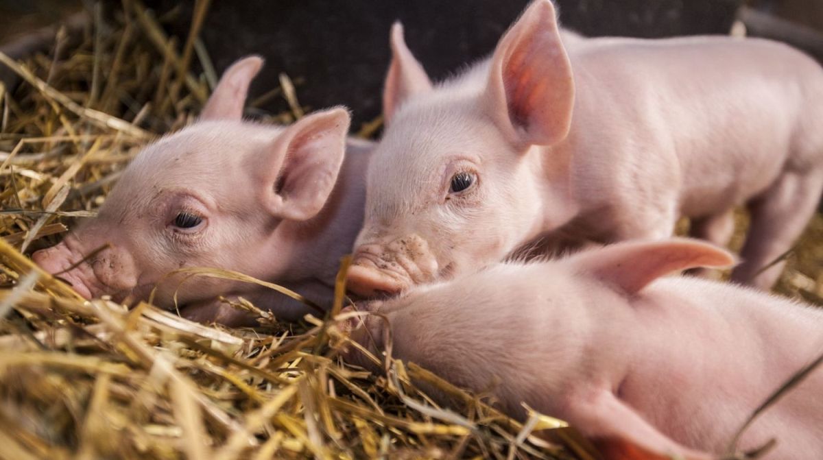 Why do piglets (pigs) cough: what to do, how to treat them