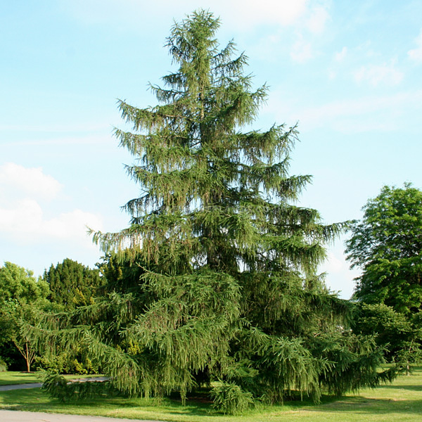 Mélèze d'Europe : description, variétés, plantation et entretien, photos
