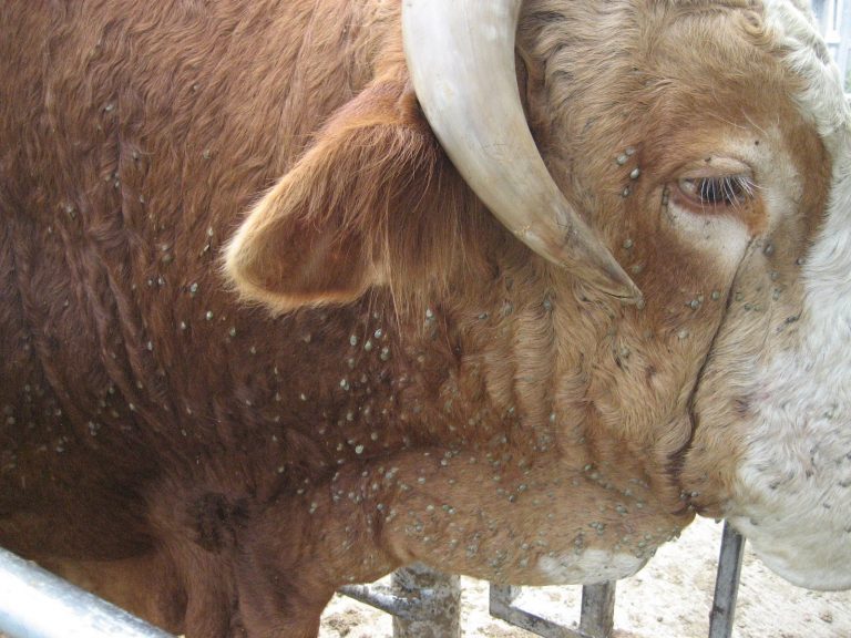 Poux chez les veaux et les vaches : signes, traitement, prévention