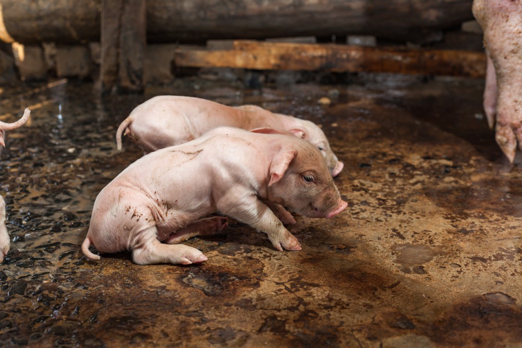 Why do piglets (pigs) cough: what to do, how to treat them
