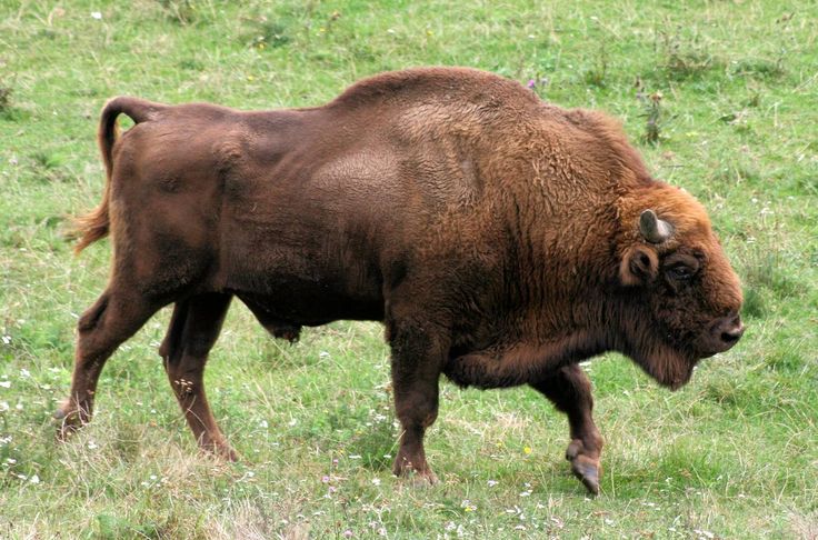 Types of bulls: description of breeds with photos
