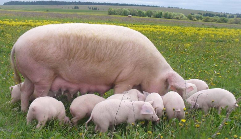 Weight table for pigs and piglets: how to find out without scales, by ...