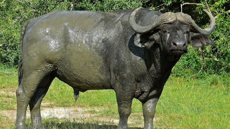 Types of bulls: description of breeds with photos