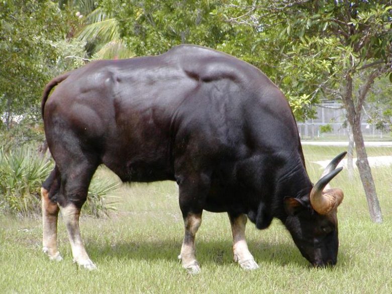Types of bulls: description of breeds with photos