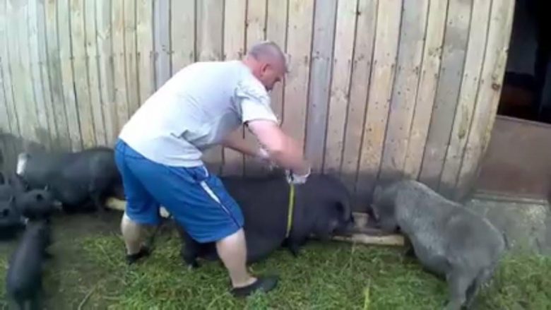 Weight table for pigs and piglets: how to find out without scales, by ...