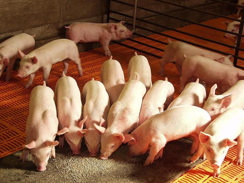 Feed yeast for pigs: dosage, how to give it correctly.