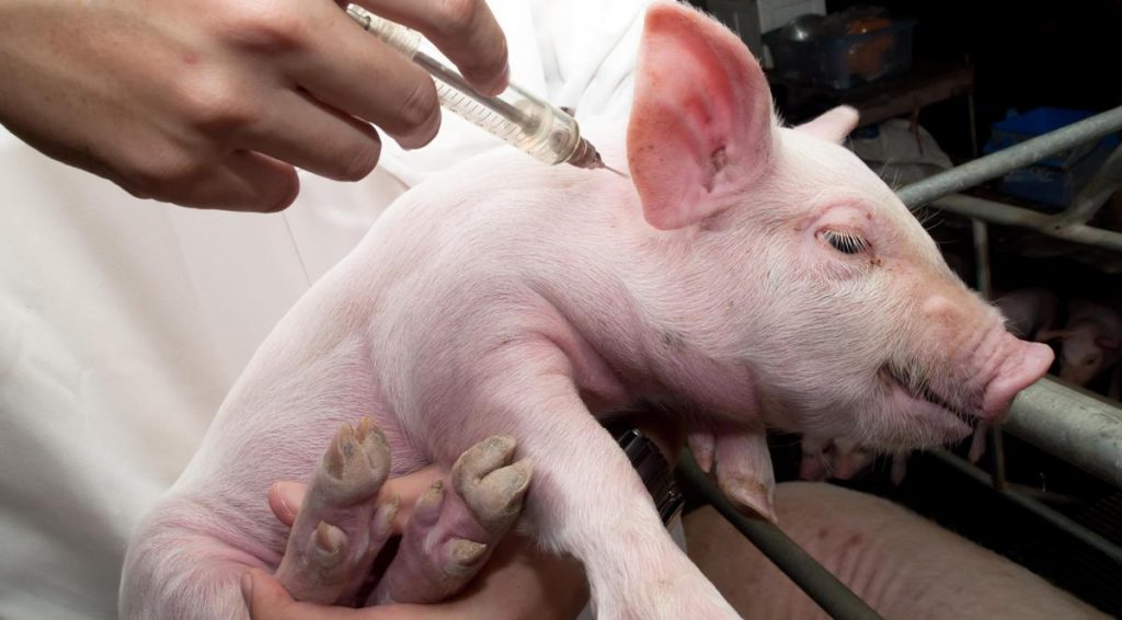 Why do piglets (pigs) cough: what to do, how to treat them