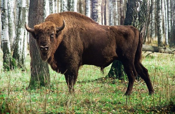 Types of bulls: description of breeds with photos