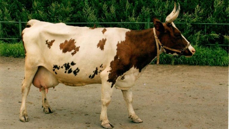 Types of bulls: description of breeds with photos