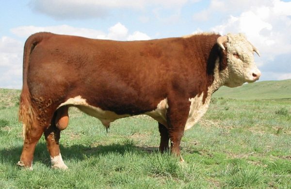 Types of bulls: description of breeds with photos